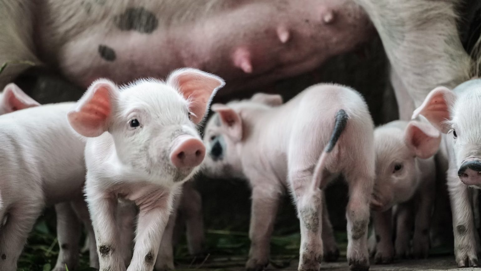 30 Amazing Facts About Pigs that Your Kids Must Know - illustrated Tea Cup
