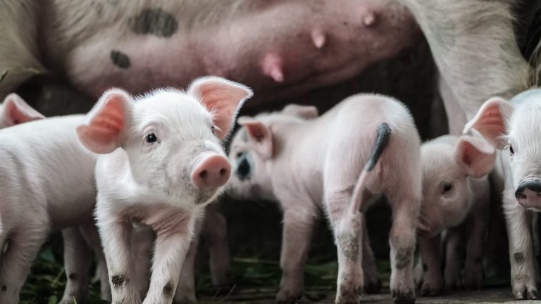 30 Amazing Facts About Pigs that Your Kids Must Know - illustrated Tea Cup