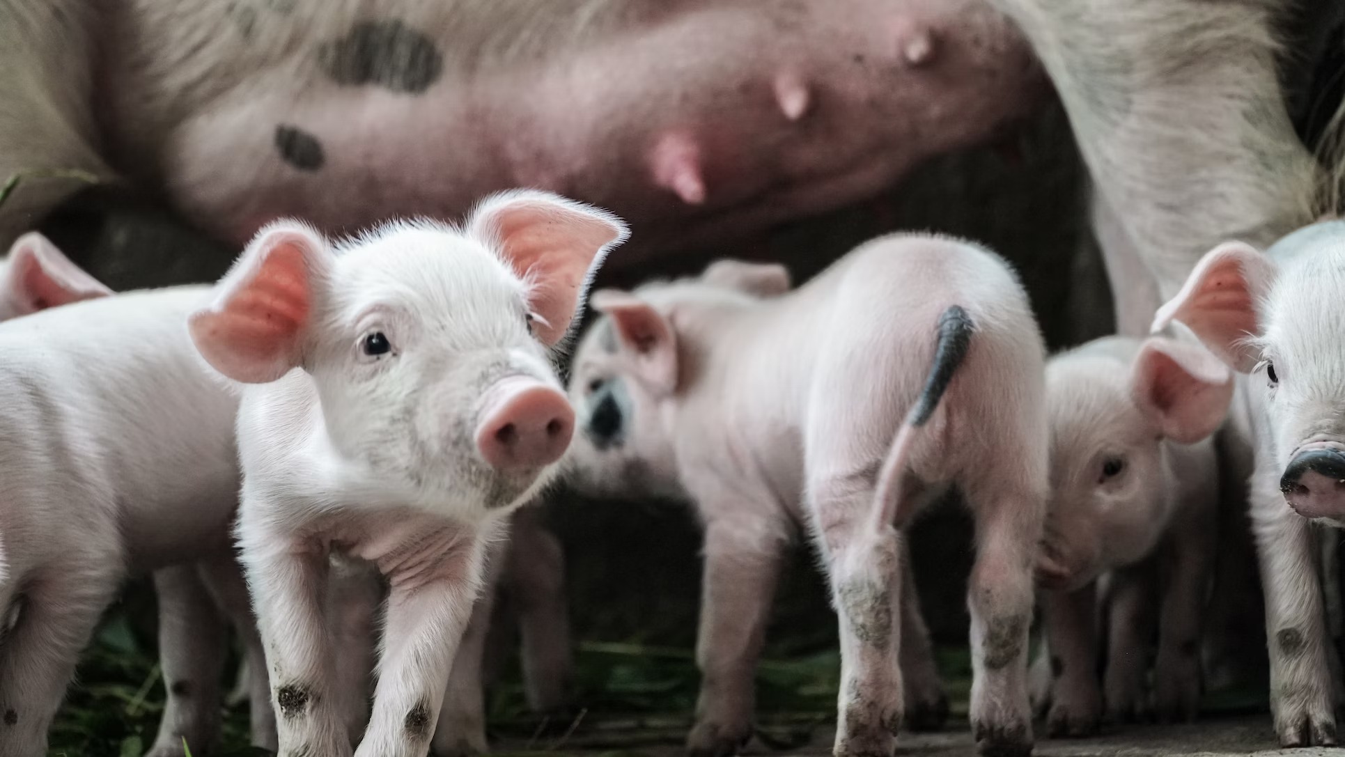30 Amazing Facts About Pigs that Your Kids Must Know - illustrated Tea Cup