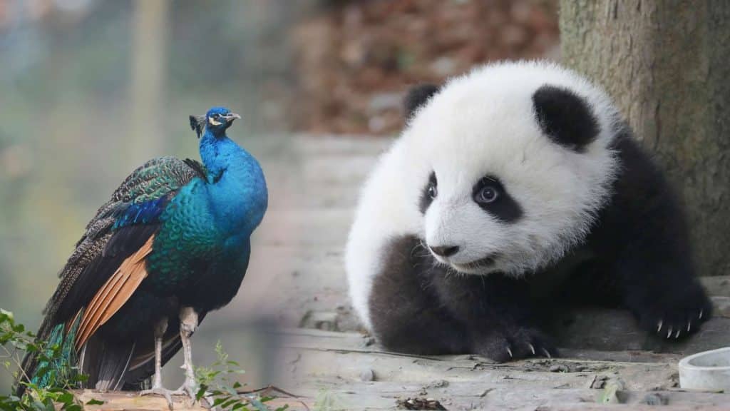 35 Animal Names that Starts with P - illustrated Tea Cup