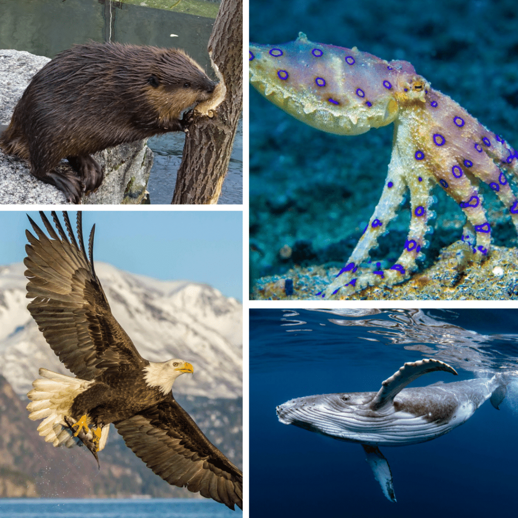 35 Animal Names that Start with B - illustrated Tea Cup