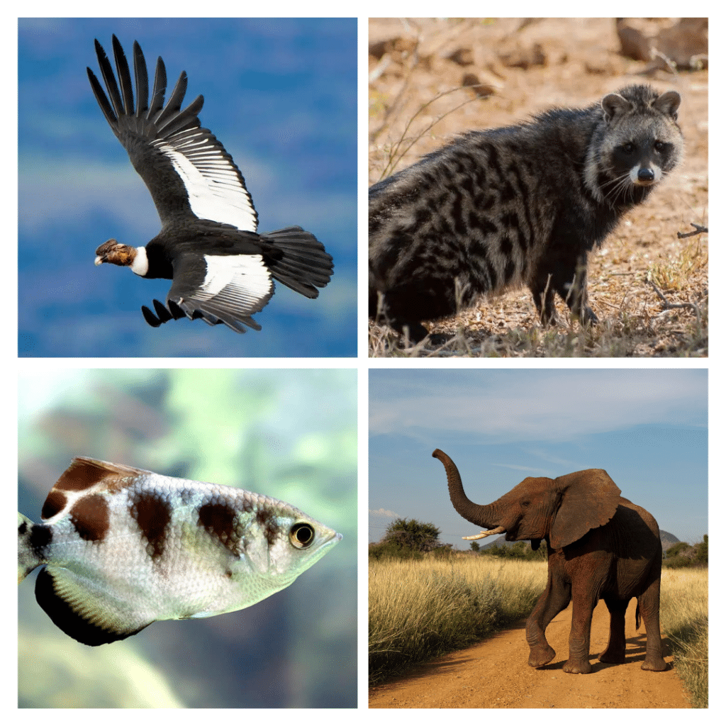 43 Animal Names that Start with A - illustrated Tea Cup