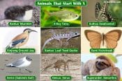 32 Animal Names That Starts with X - illustrated Tea Cup