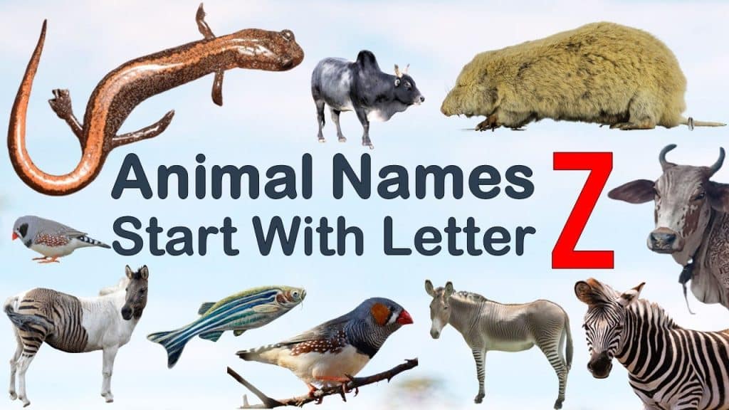 30 Animal Names That Start with Z - illustrated Tea Cup