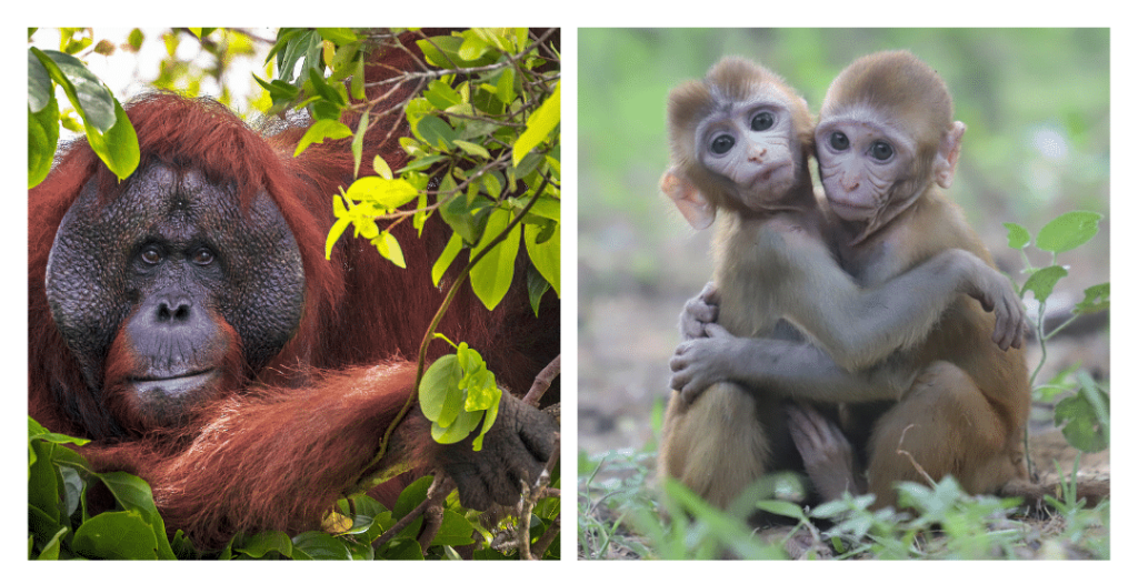 What Animals Have Traits Like Humans? - illustrated Tea Cup