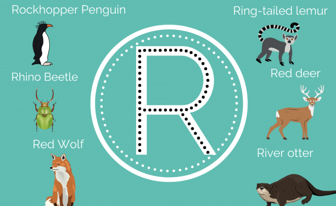 20 Animal Name That Starts with R - illustrated Tea Cup