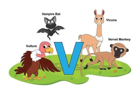 40 Animal Names That Starts with V - illustrated Tea Cup