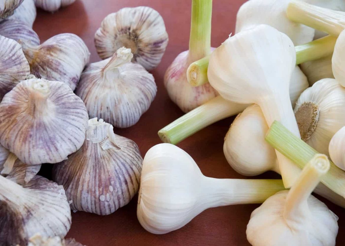 Exploring the World of Garlic: Discover the Various Types - illustrated ...