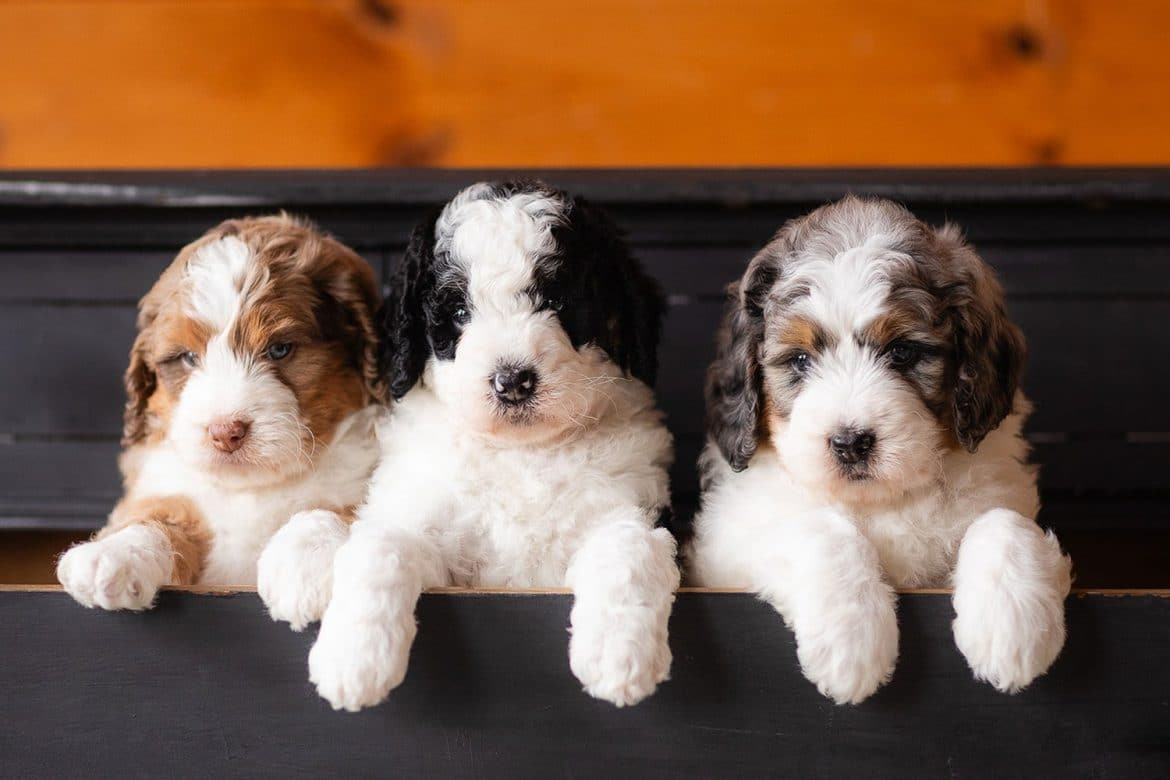 A Guide to Doodle Puppies: Differences Between Bernedoodles ...