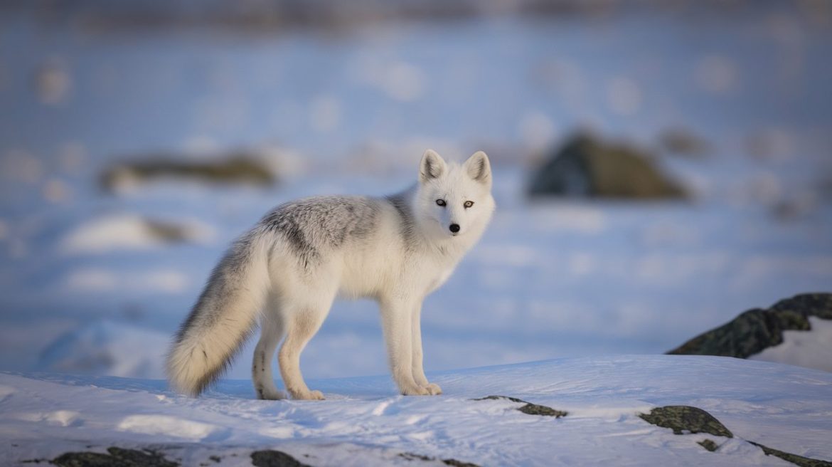 27 Coolest Arctic Fox Facts for Kids - illustrated Tea Cup