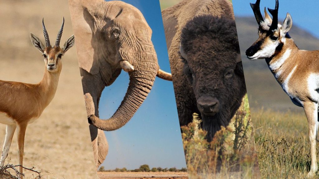 98 Grassland Habitat Animals: Full List with Pictures and Facts ...