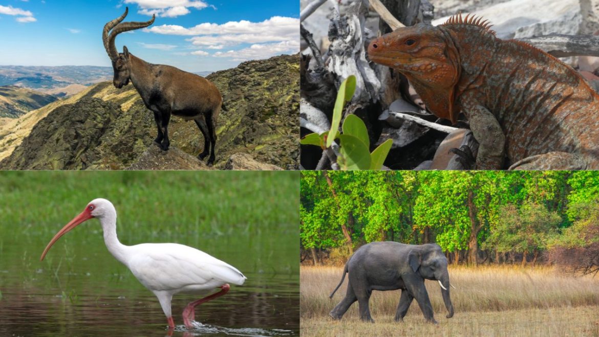 106 Incredible Animals Whose Names Start with I - illustrated Tea Cup