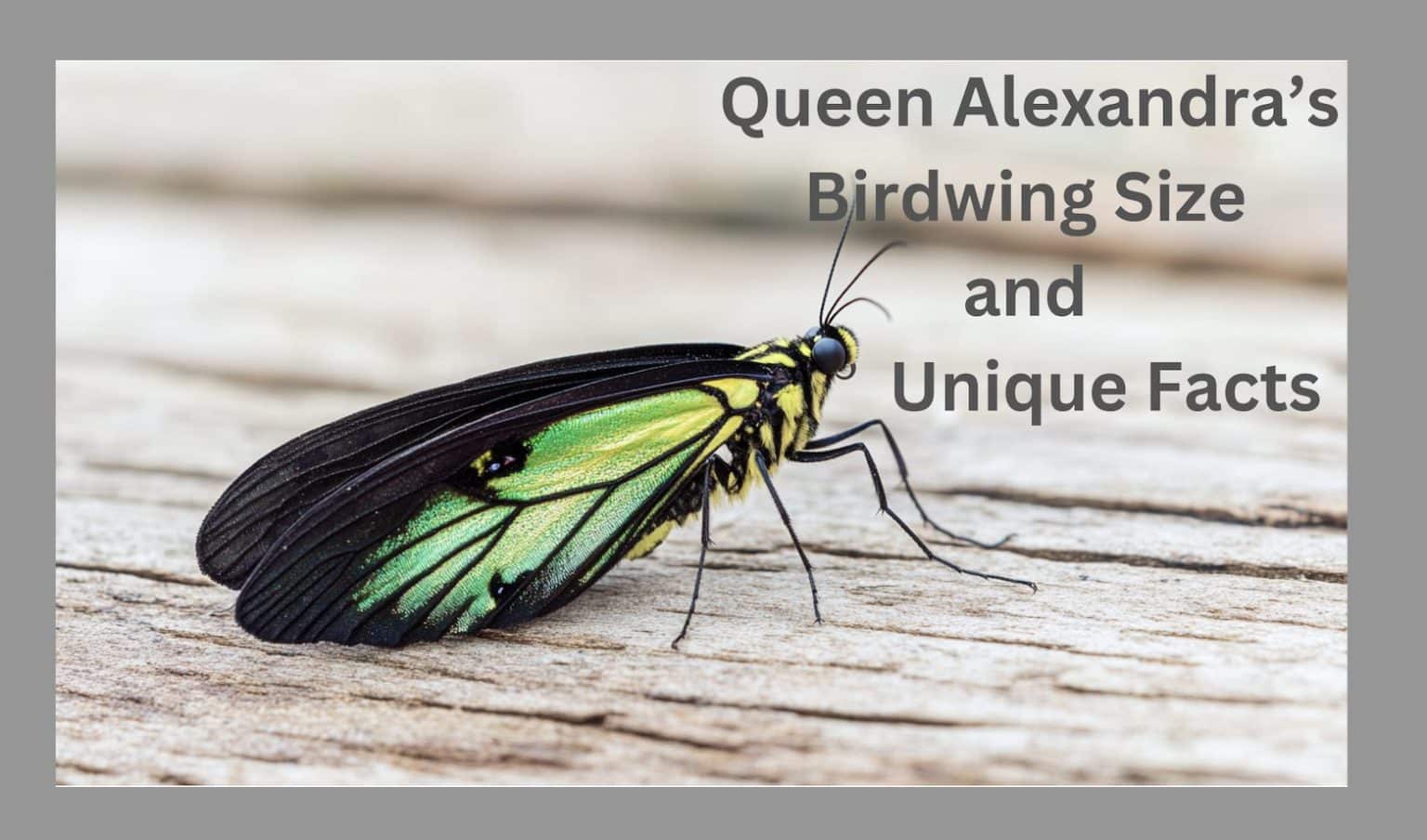 Queen Alexandra Birdwing : Size, Appearance & Unique Facts ...