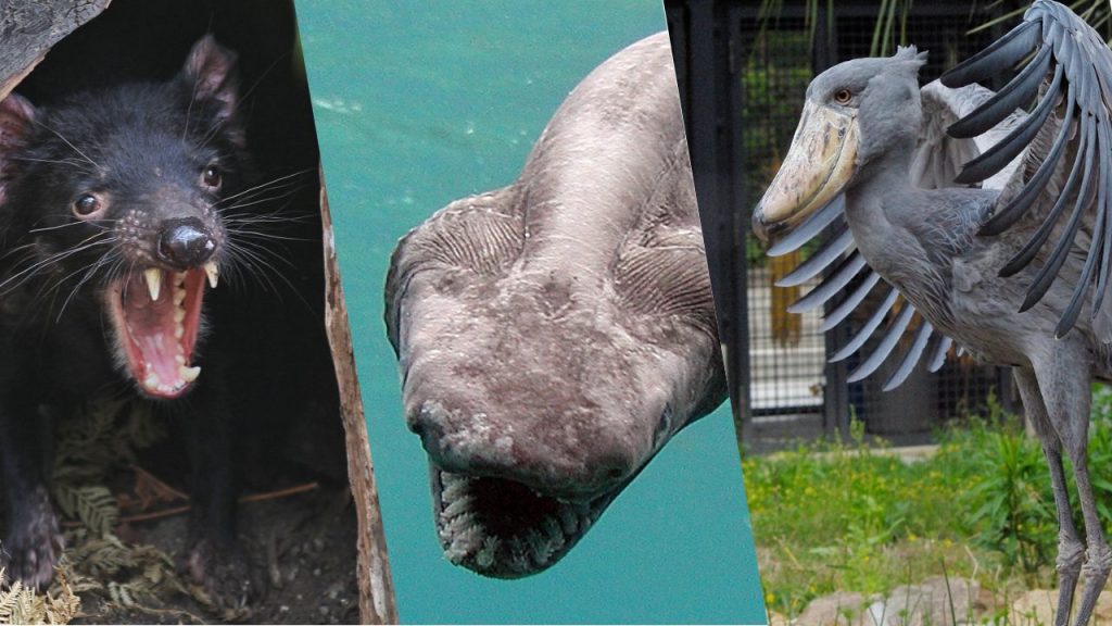 57 Spooky Animals That Will Give You Chills - illustrated Tea Cup