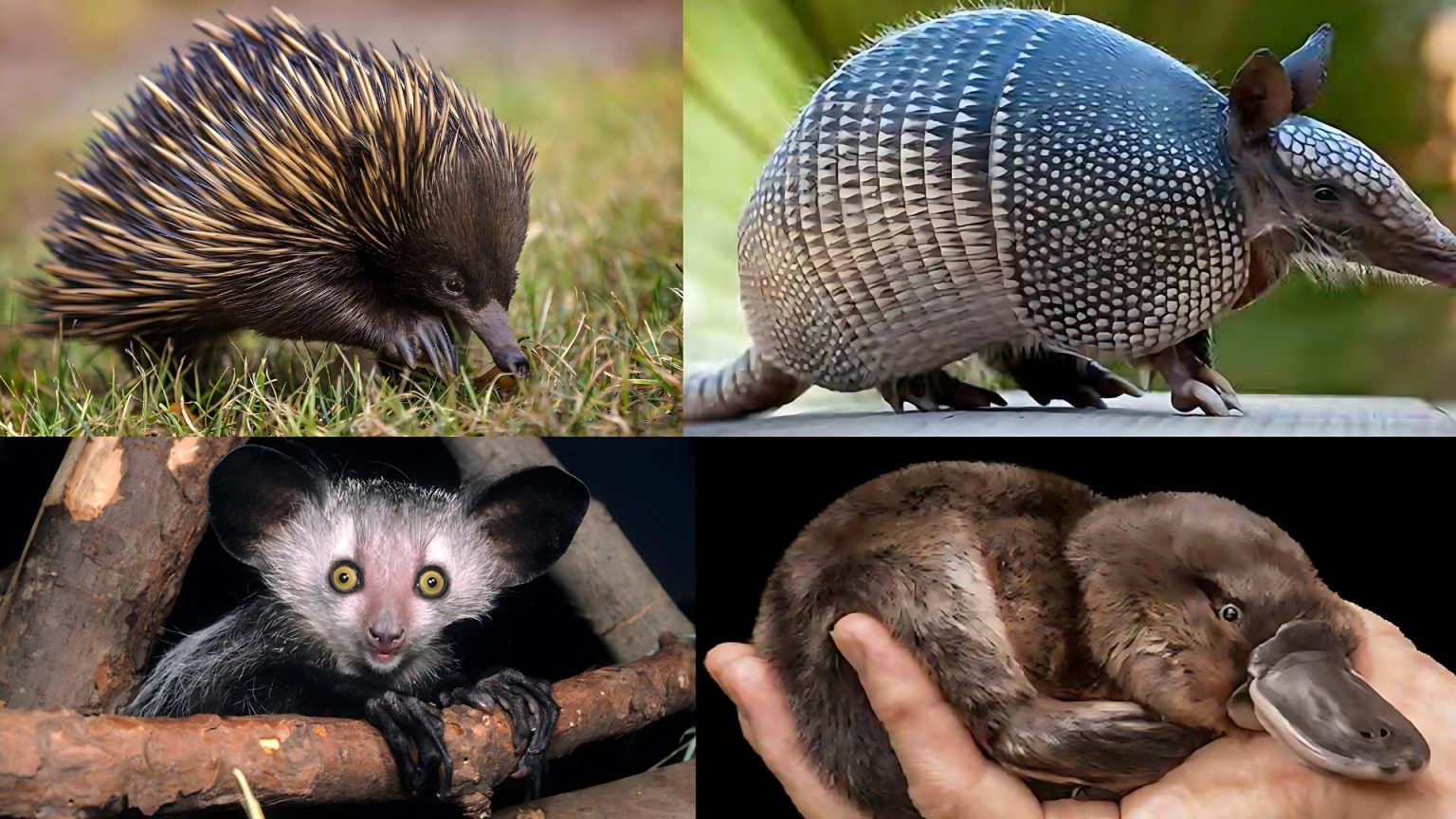 125+ Weird Mammals That Will Surprise You - illustrated Tea Cup