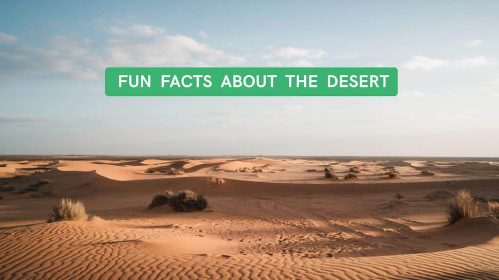 70 Desert Fun Facts that Will Surprise You - illustrated Tea Cup