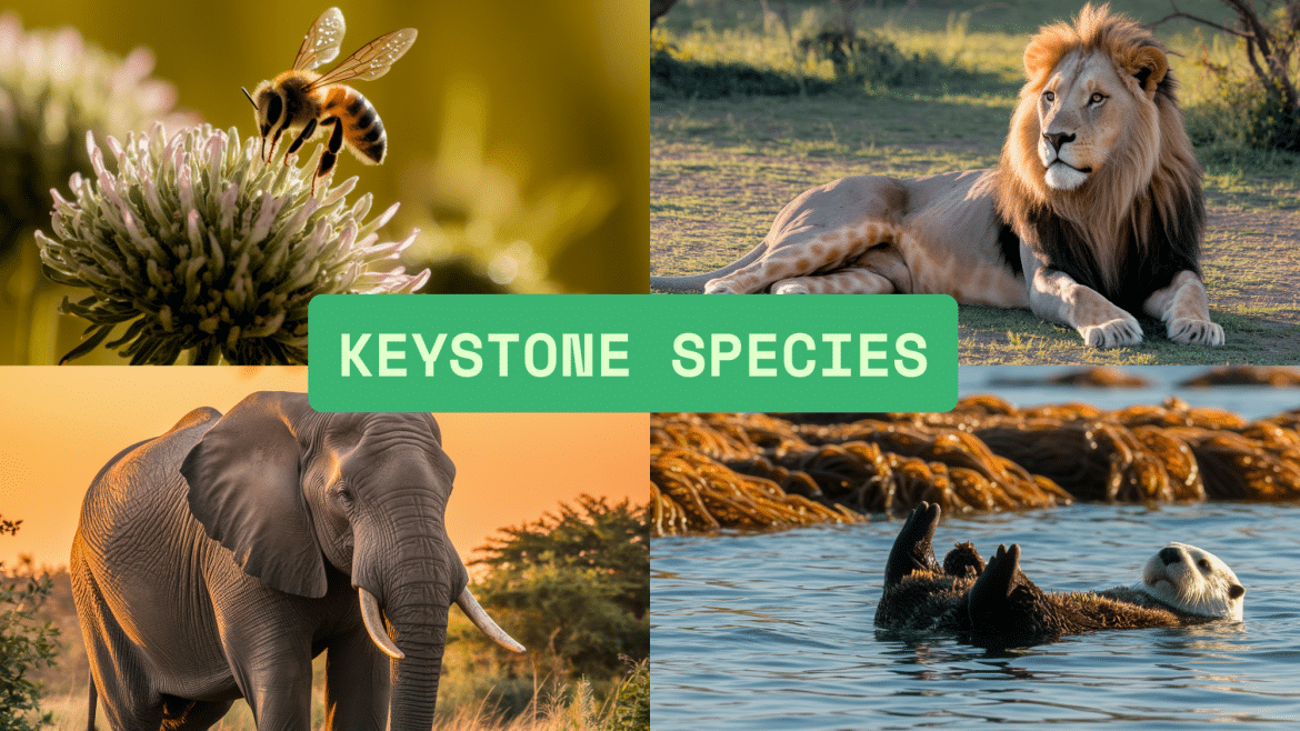 25 Essential Keystone Species You Should Know - illustrated Tea Cup