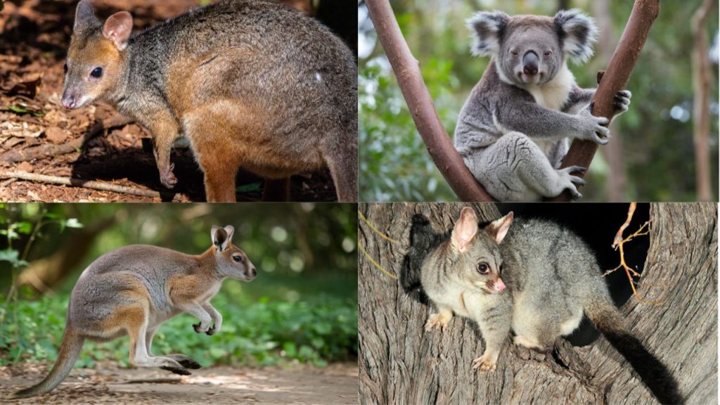Complete List of Marsupials: 70 Species You Should Know - illustrated Tea Cup