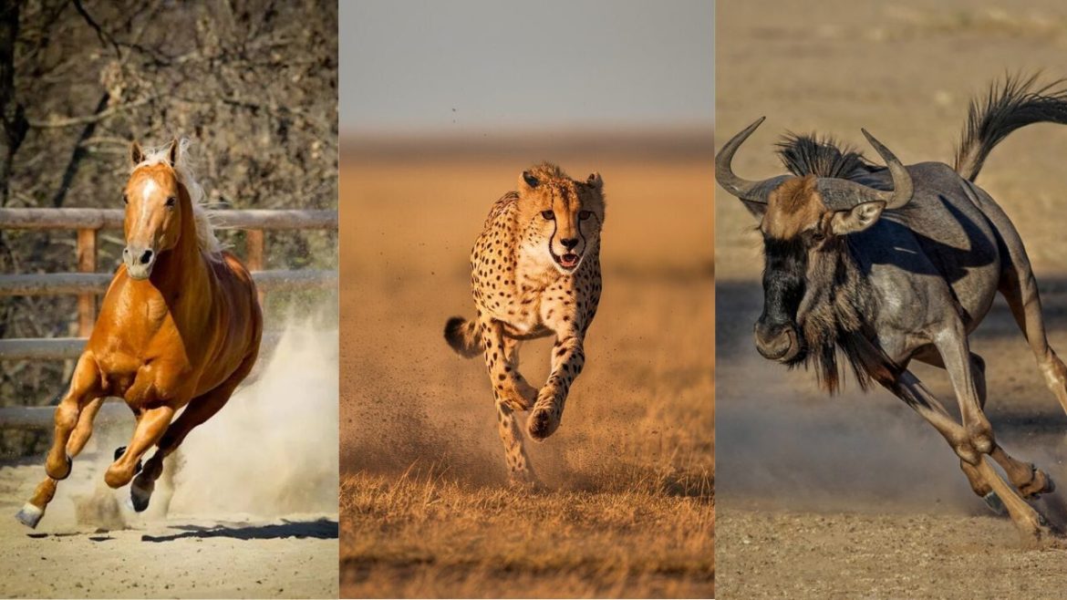 20 Fastest Land Animals: Speed and Fun Fact - illustrated Tea Cup