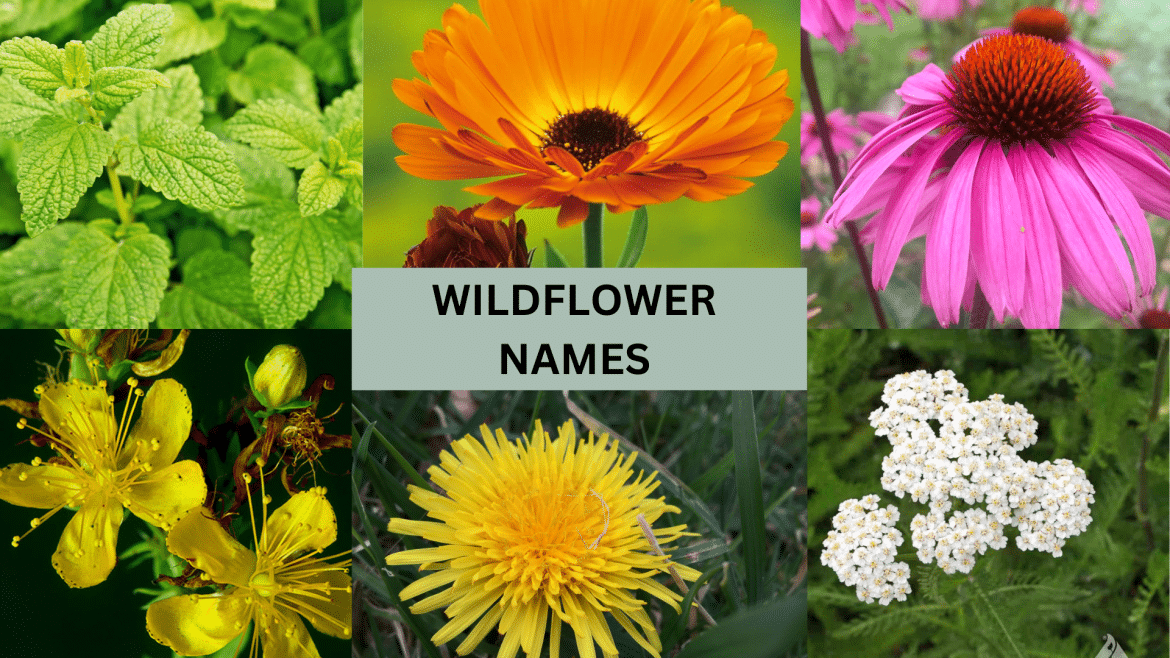 41+ Wildflower Names From Around the World - illustrated Tea Cup