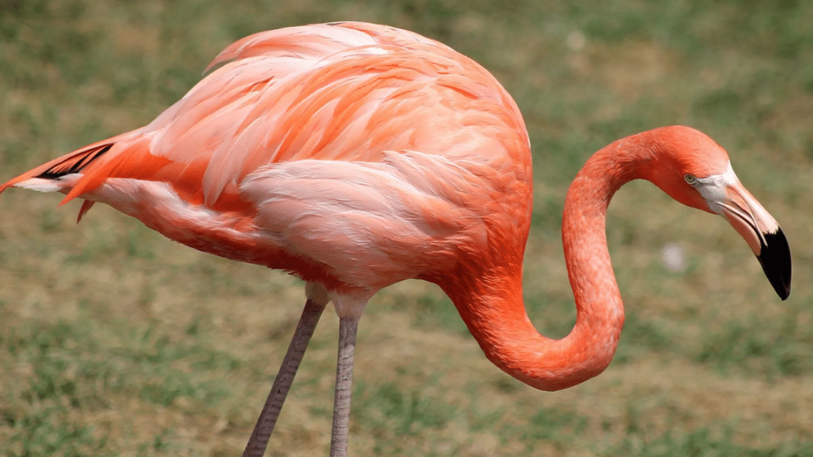 98 Flamingo Names for Your Feathered Friend - illustrated Tea Cup