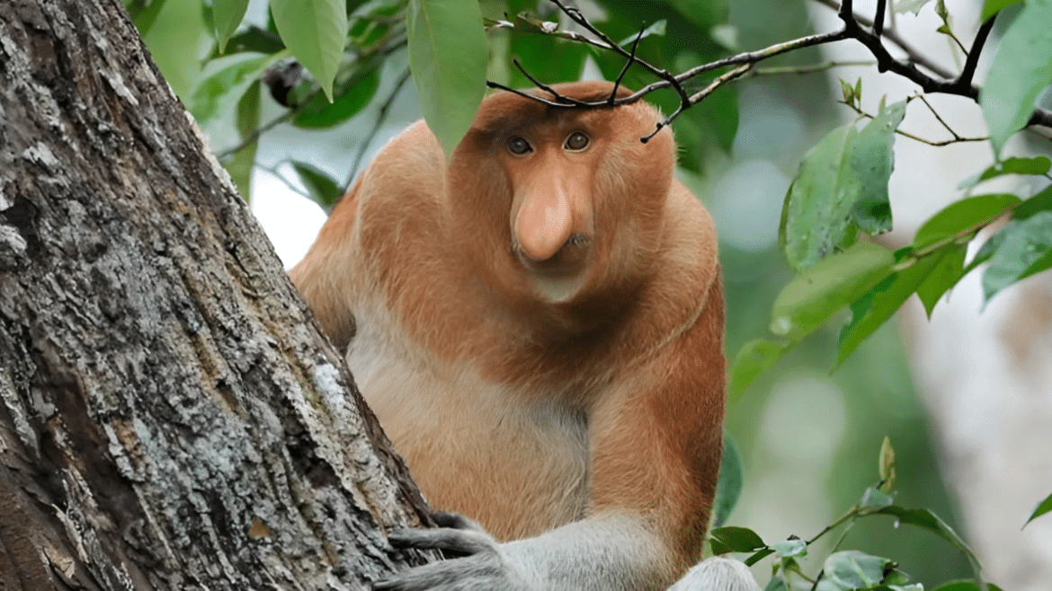 14 Interesting Proboscis Monkey Fun Facts And More - illustrated Tea Cup