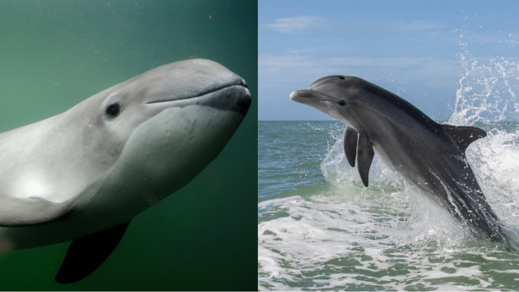 Spot the Splash: Porpoise vs Dolphin Face Off - illustrated Tea Cup