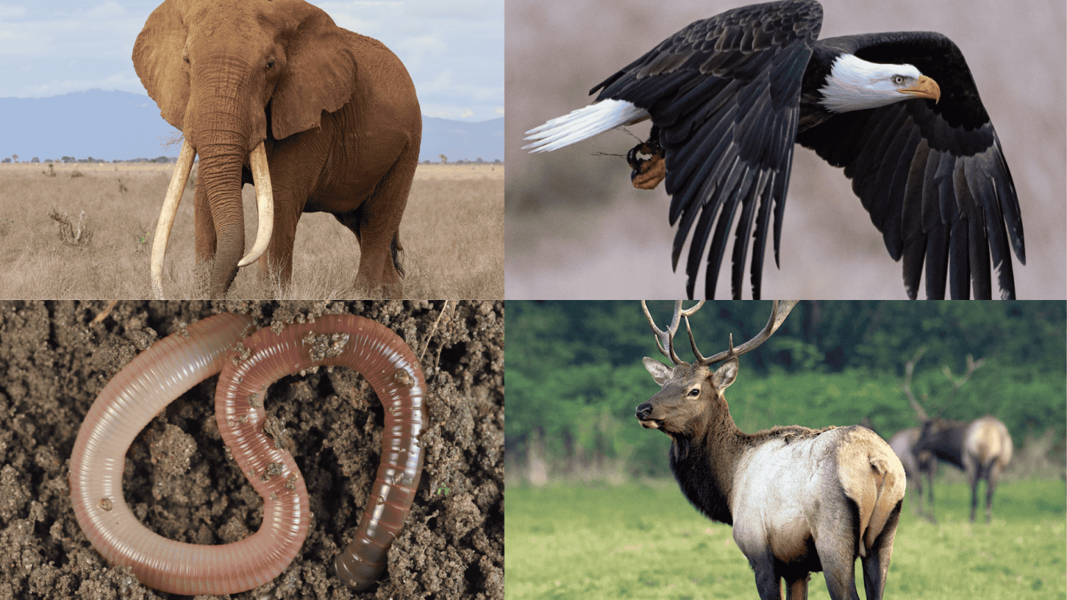 141 Animals that Start with The Letter E - illustrated Tea Cup